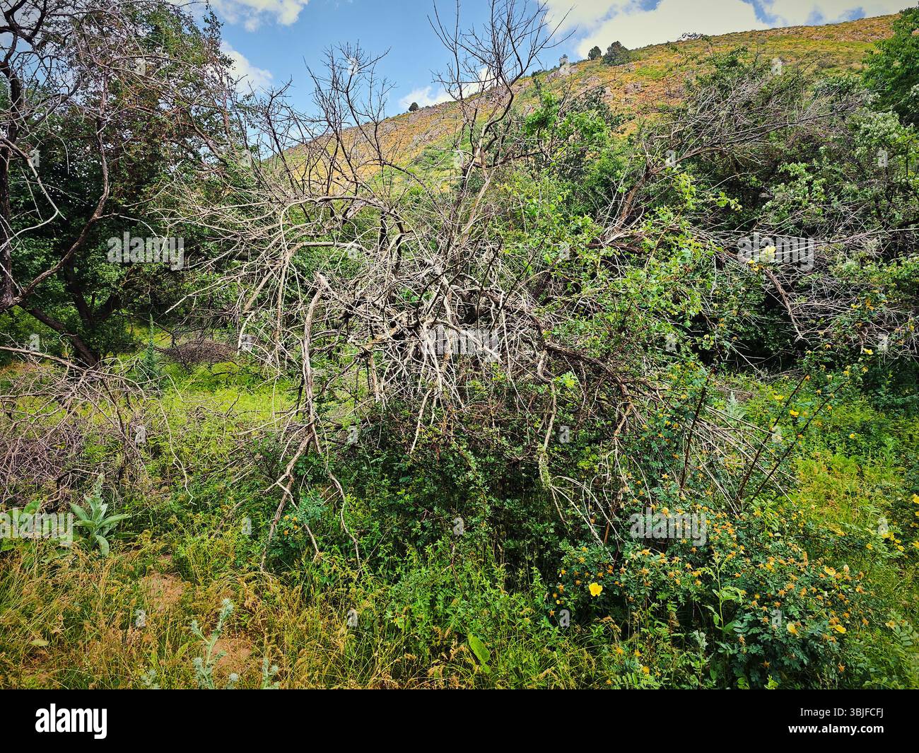 A striking contrast between the dry, dead branches and new green growth ...