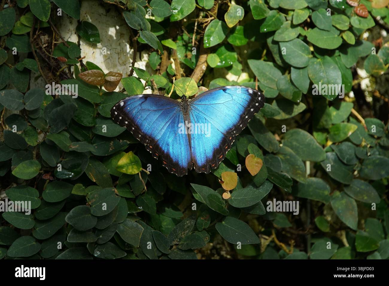 Blue Morpho butterfly (Morpho peleides) resting on green tropical ...