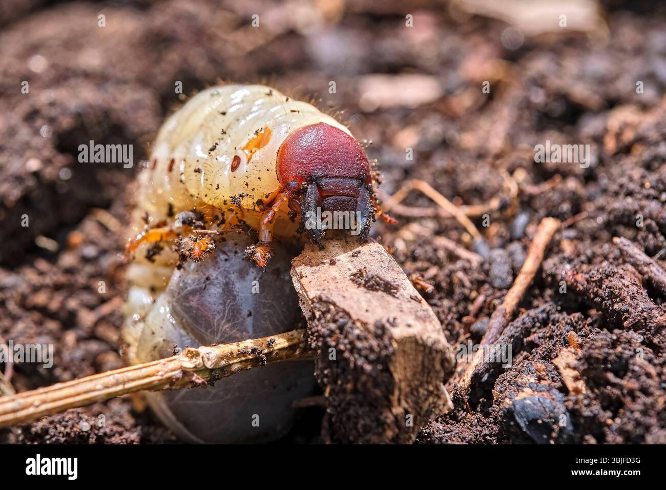 Nashornkäfer Oryctes nasicornis - Engerling. Engerling des ...