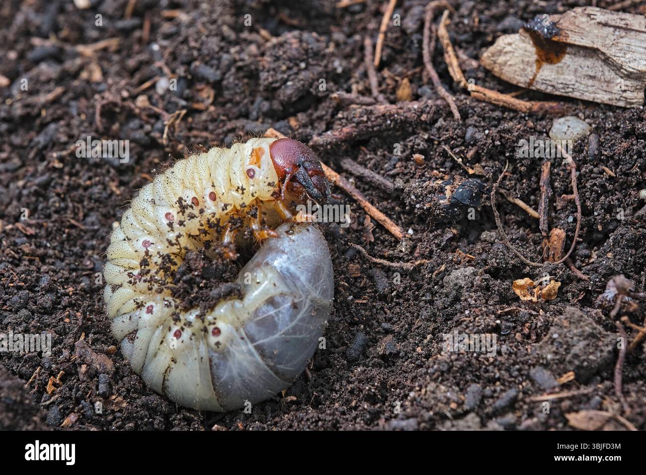 Nashornkäfer Oryctes nasicornis - Engerling. Engerling des ...