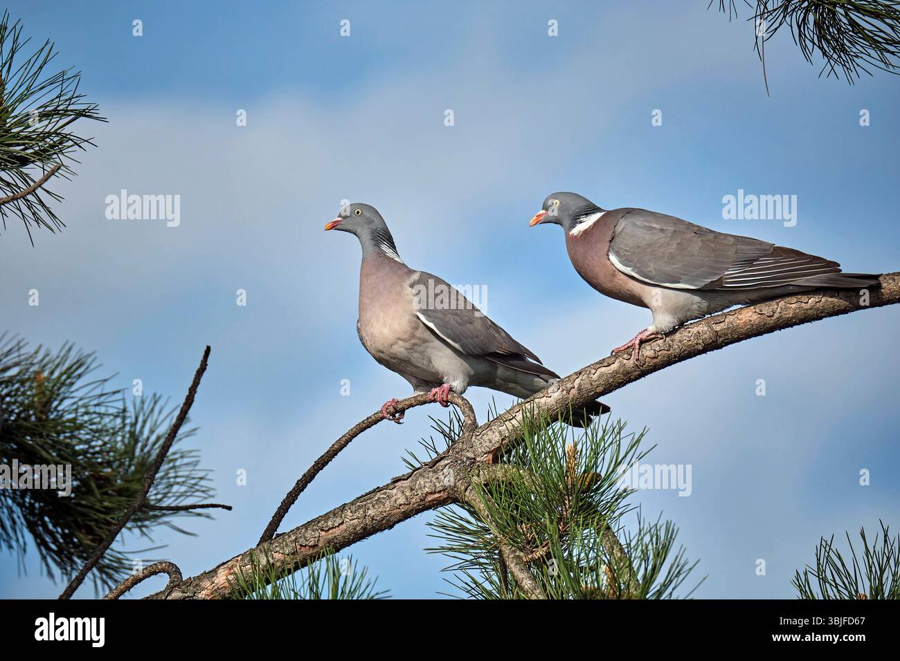 Ringeltauben Columba palumbus . Ringeltauben Columba palumbus ...