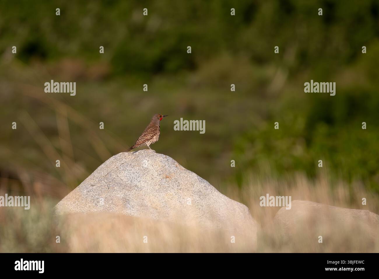 Gilded flicker perched hi-res stock photography and images - Alamy