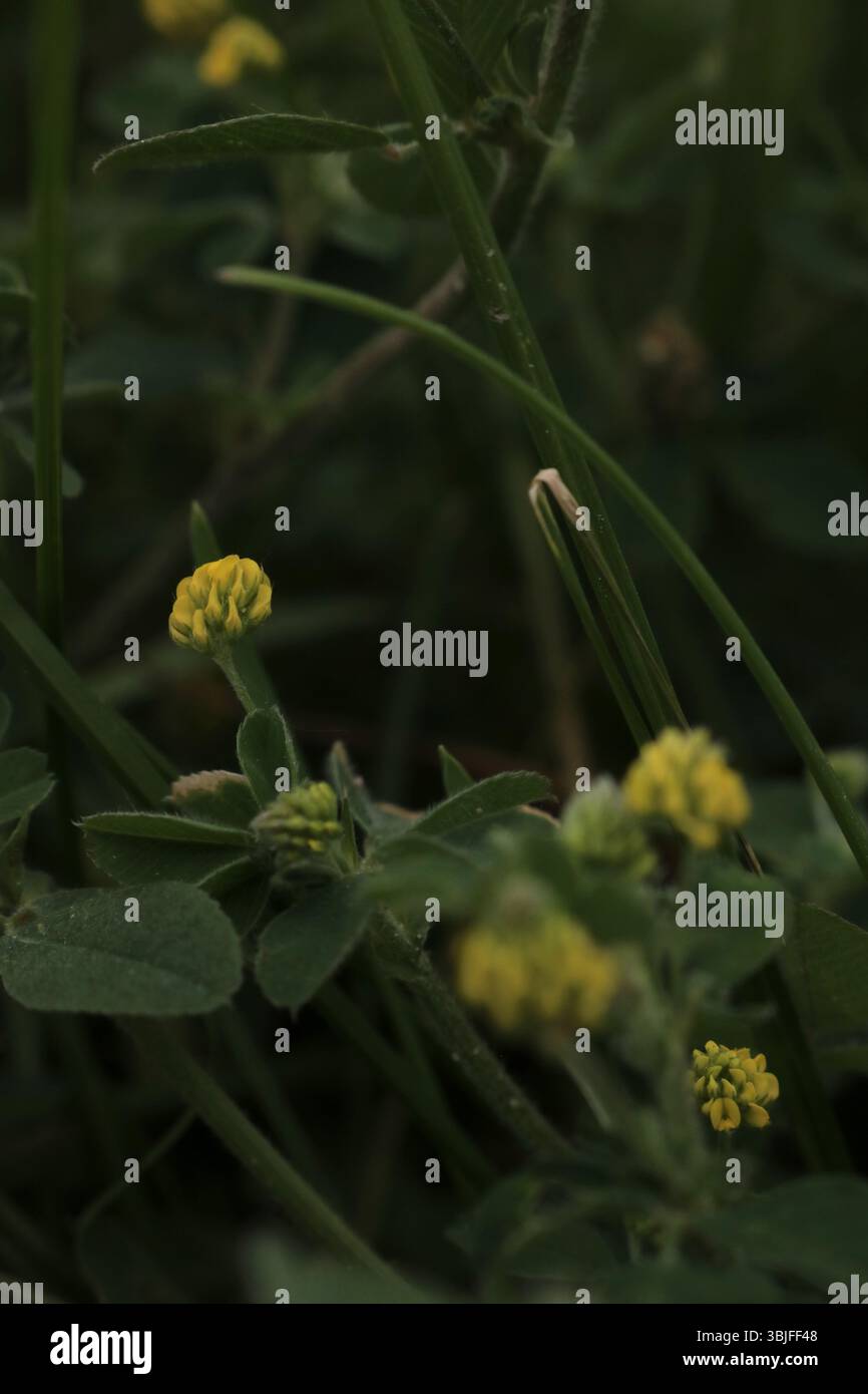 Emerging Yellow Blooms in Soft Green, Wild Clover Buds in Woodland ...