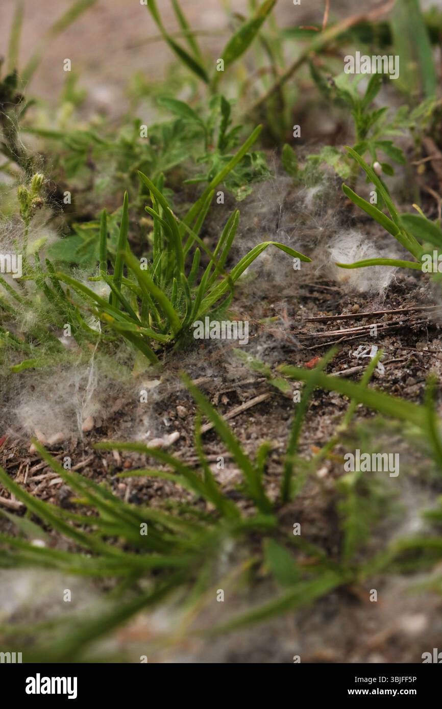 Nature's Fluff, Early Green and Natural Fiber, Abstract Ground Texture ...