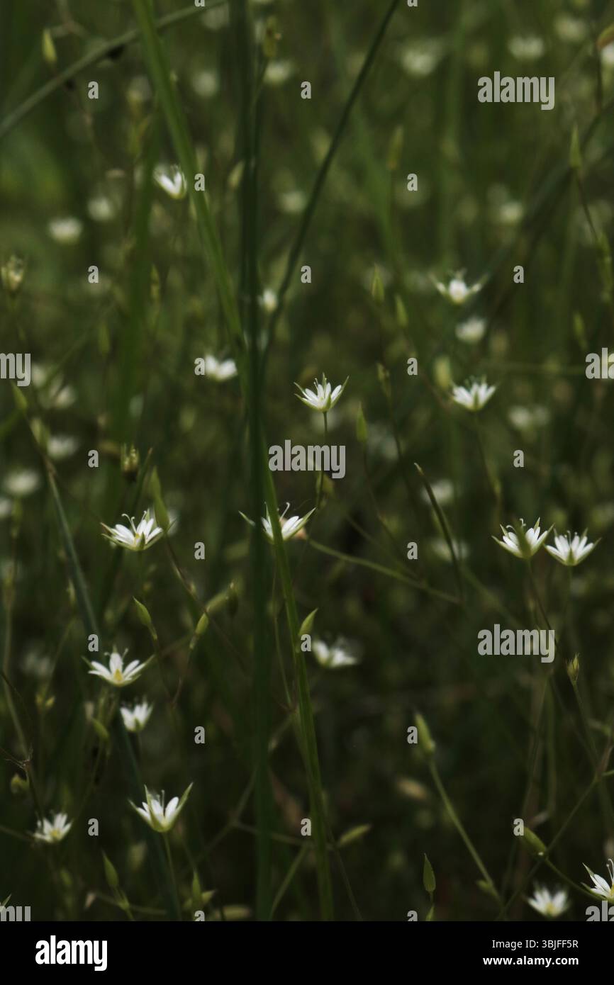 Field of Tiny White Stars, Abundant Wildflowers in Soft Focus, Delicate Tapestry of Forest Floor ...