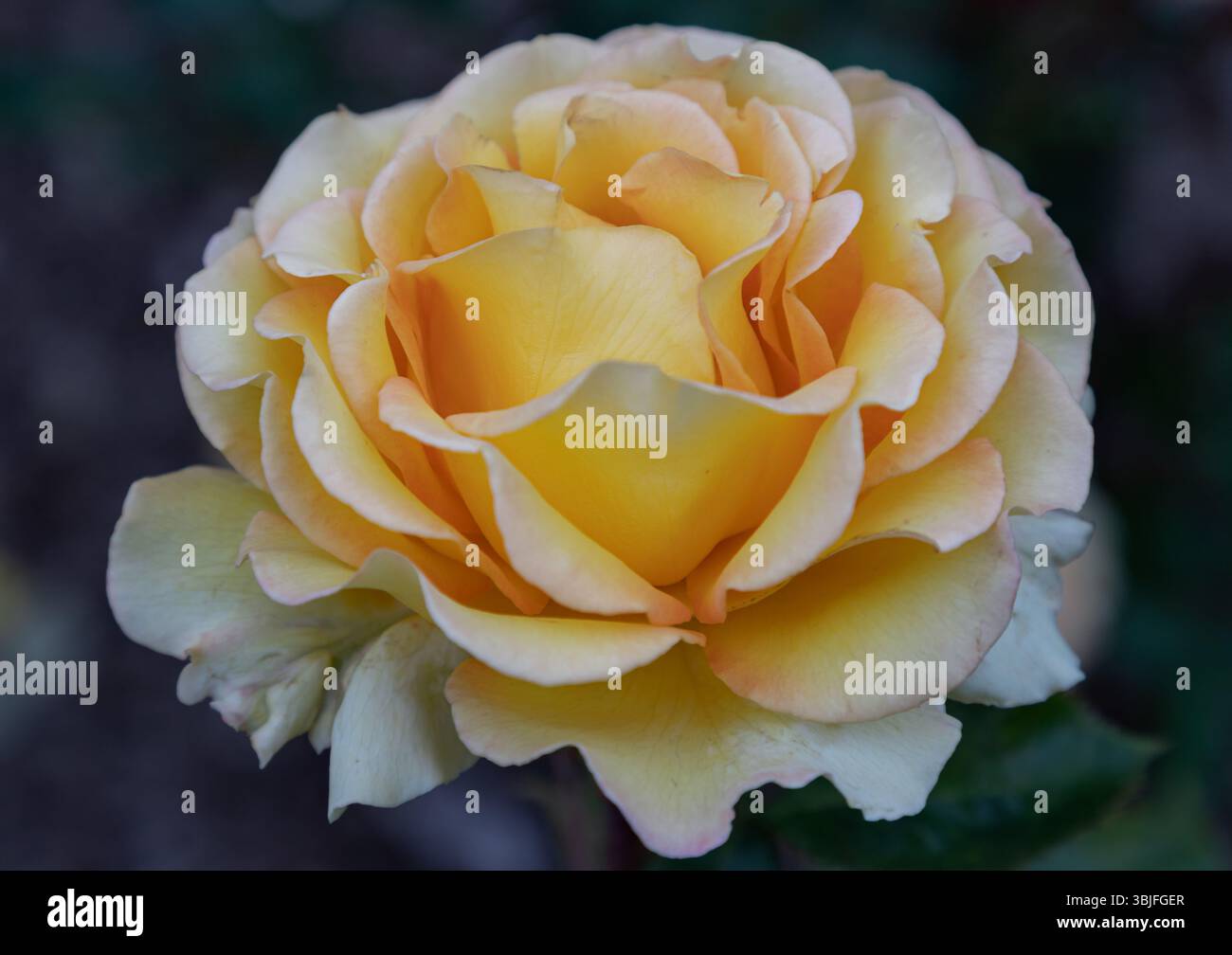Pretty Rosa Flowers 'Happy Birthday' on dark background, which is a ...