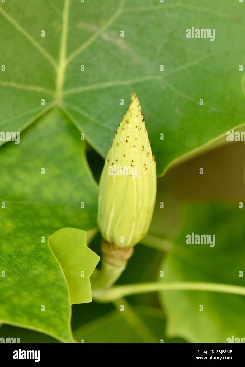 The mature receptacle or seed pod of a tulip tree Liriodendron ...