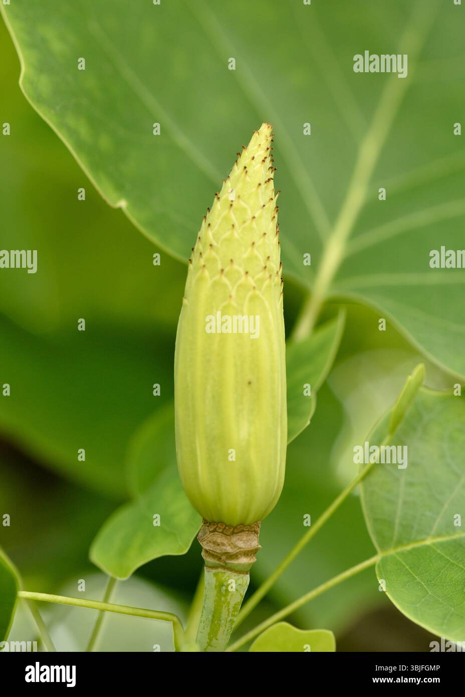 Tulip poplar fruit hi-res stock photography and images - Alamy