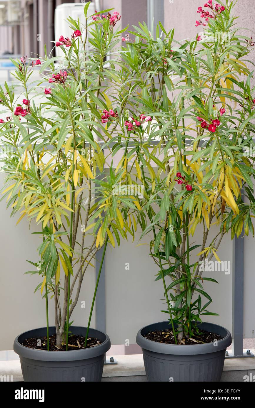 Oleander houseplants hi-res stock photography and images - Alamy