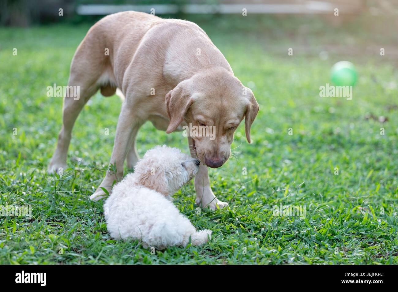 Two dogs sniff each other on green grass background Stock Photo - Alamy
