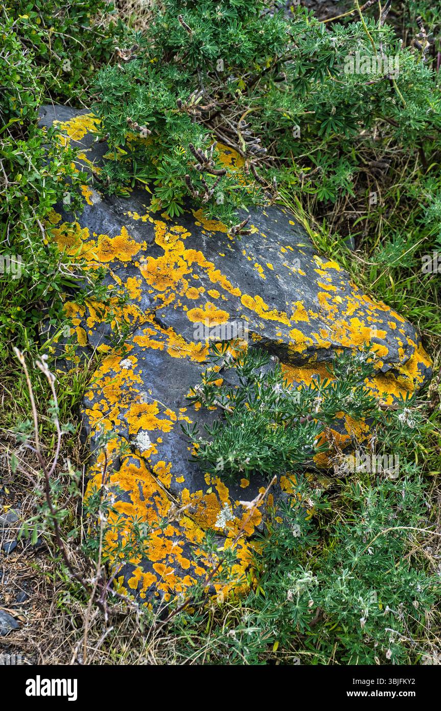 Boulder with yellow-orange lichen in the coastal vegetation of ...