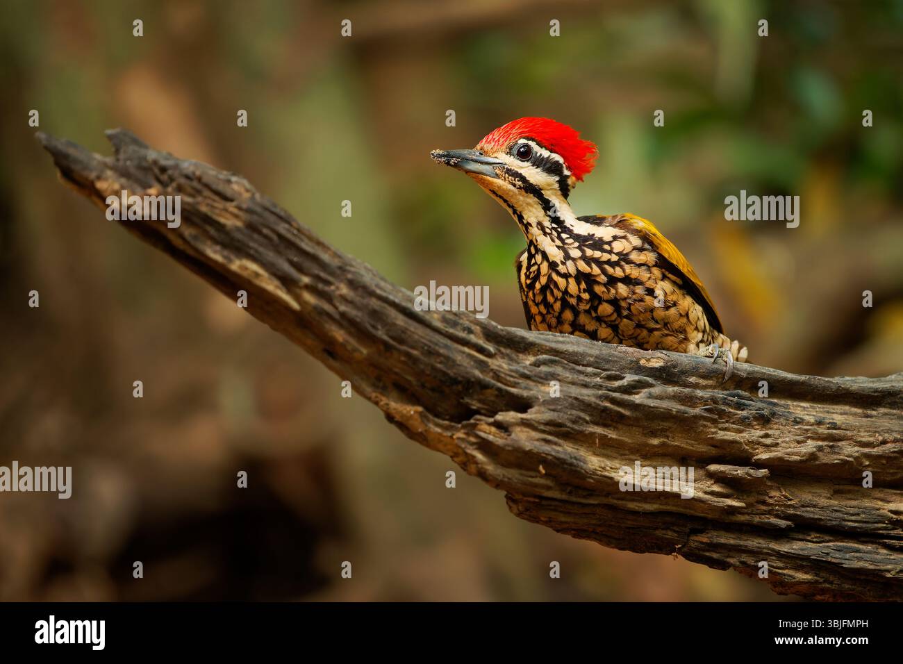 Common Flameback - Dinopium javanense - or Goldenback is a bird in the ...