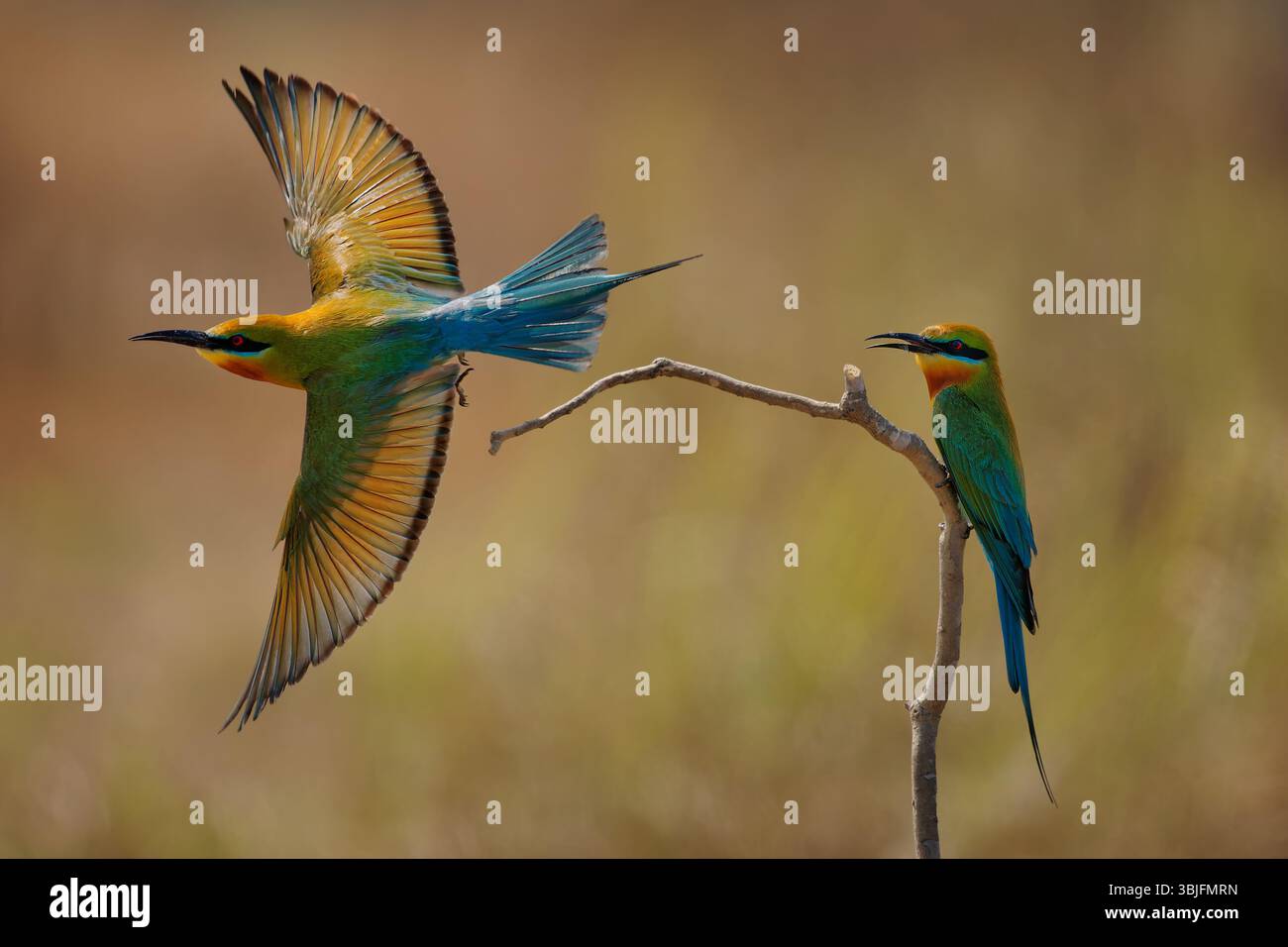 Blue-tailed bee-eater Merops philippinus near passerine bird in Meropidae, widely distributed ...