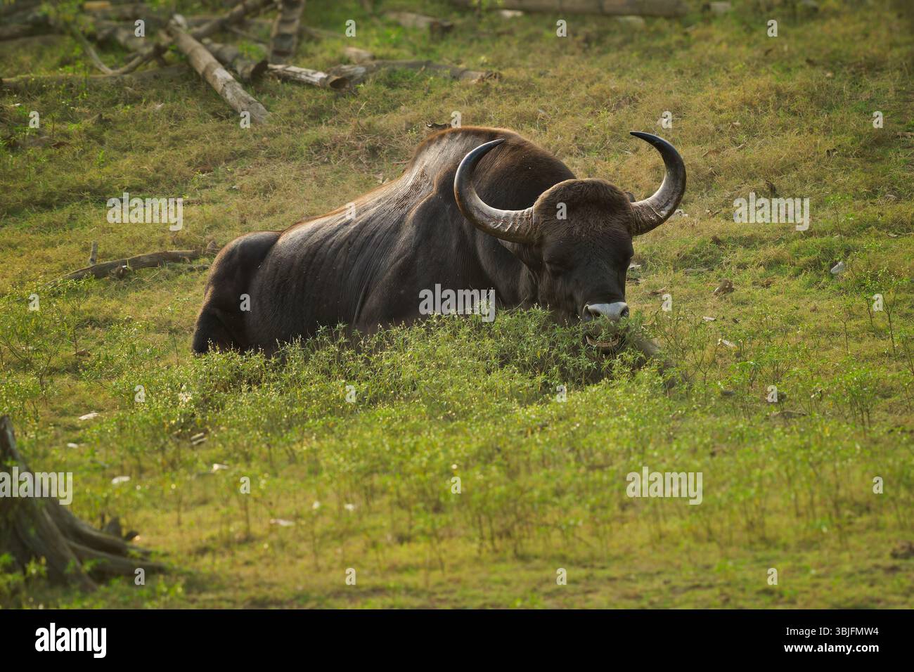 The gaur - Bos gaurus, also Indian bison, portrait on a green ...
