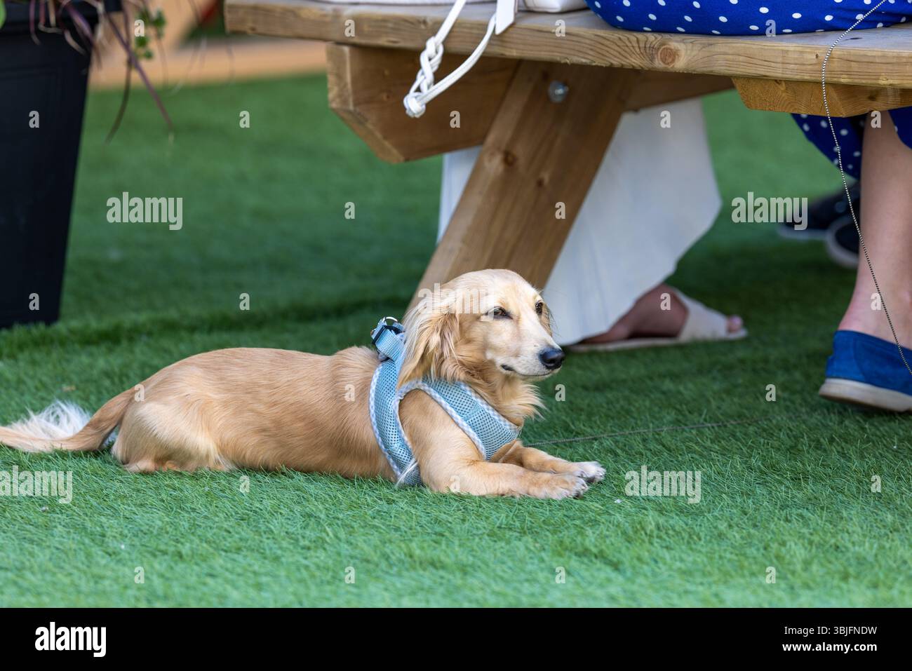 Leo Leclerc - dog of Charles Leclerc (MON) - Scuderia Ferrari - Ferrari ...