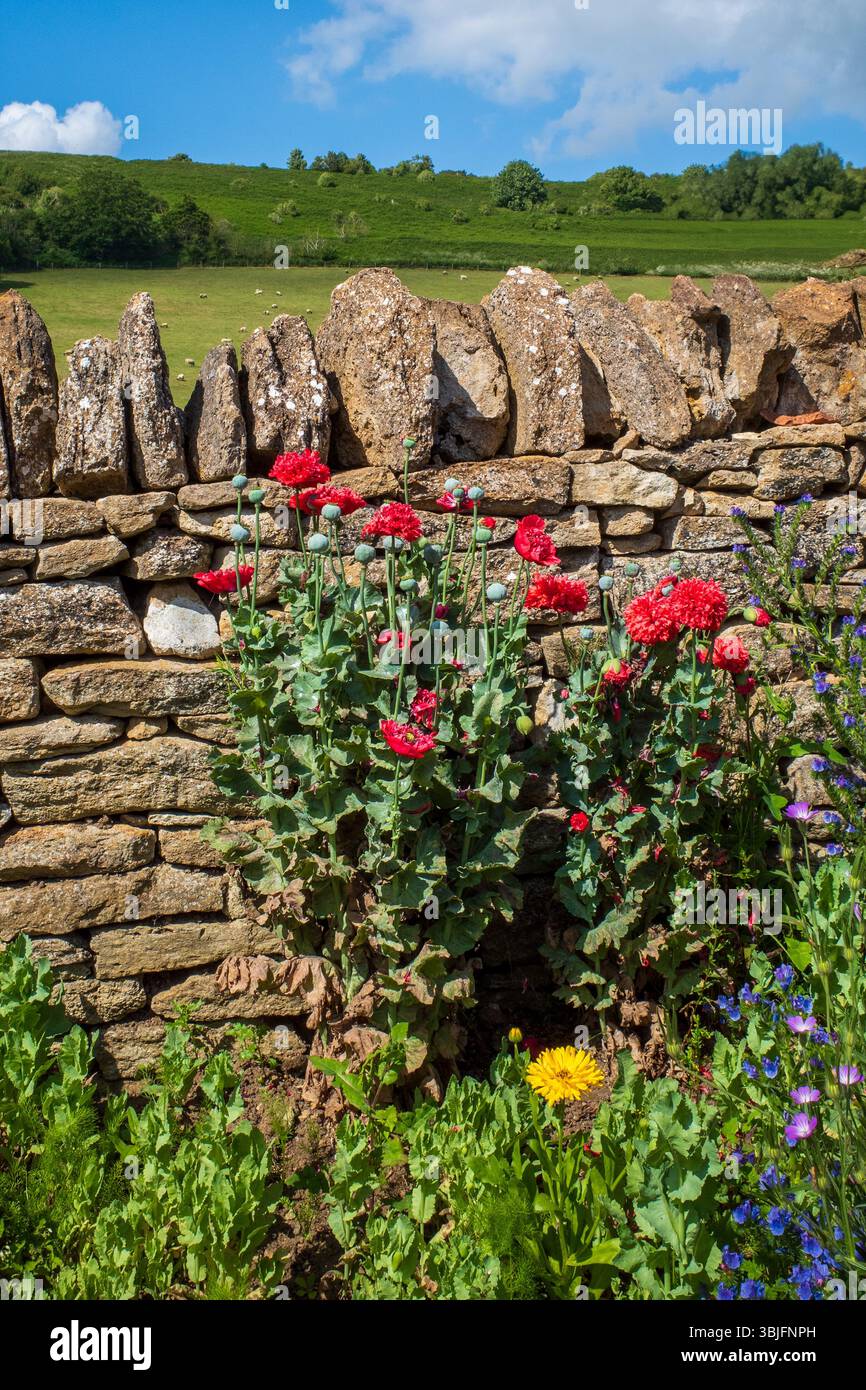A pretty Dorset cottage garden wall with colourful flowers in ...