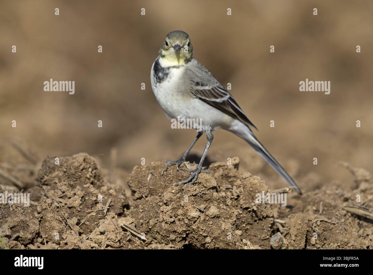 White wagtail, (Motacilla alba), BTiere, birds, family of wagtails and ...