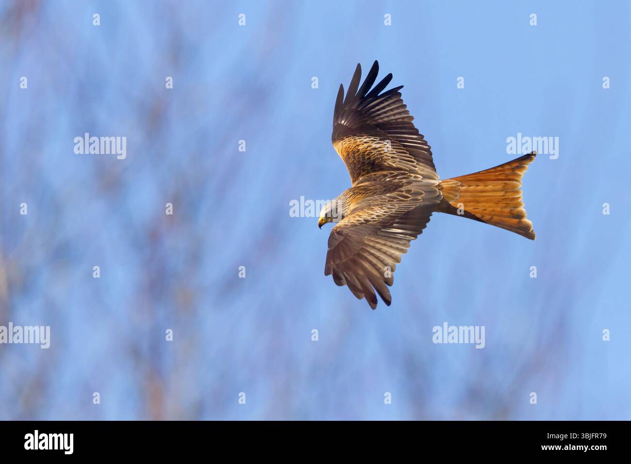 Red Kite, (Milvus milvus), Red Kite, Fork-tailed Kite, King Kite ...