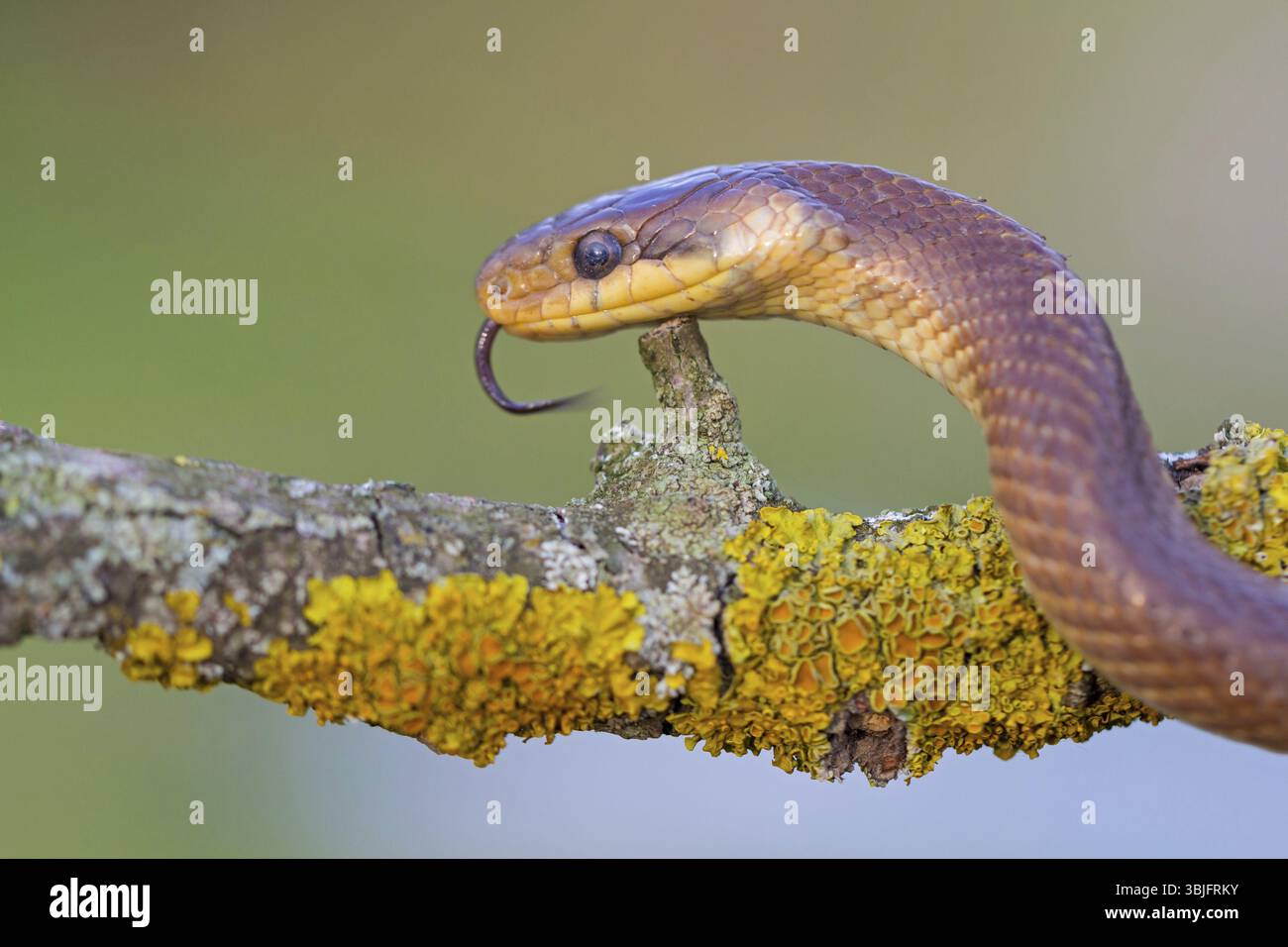 Aesculapian snake, (Zamenis longissimus), animals, reptiles, snakes ...