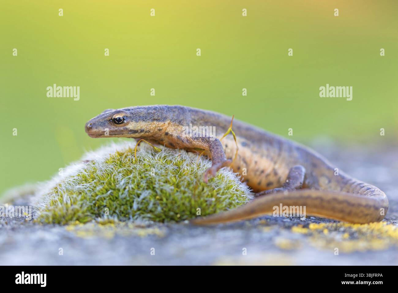 Pond newt, (Lissotriton vulgaris), Triturus vulgaris, animals, amphibians, amphibian family ...
