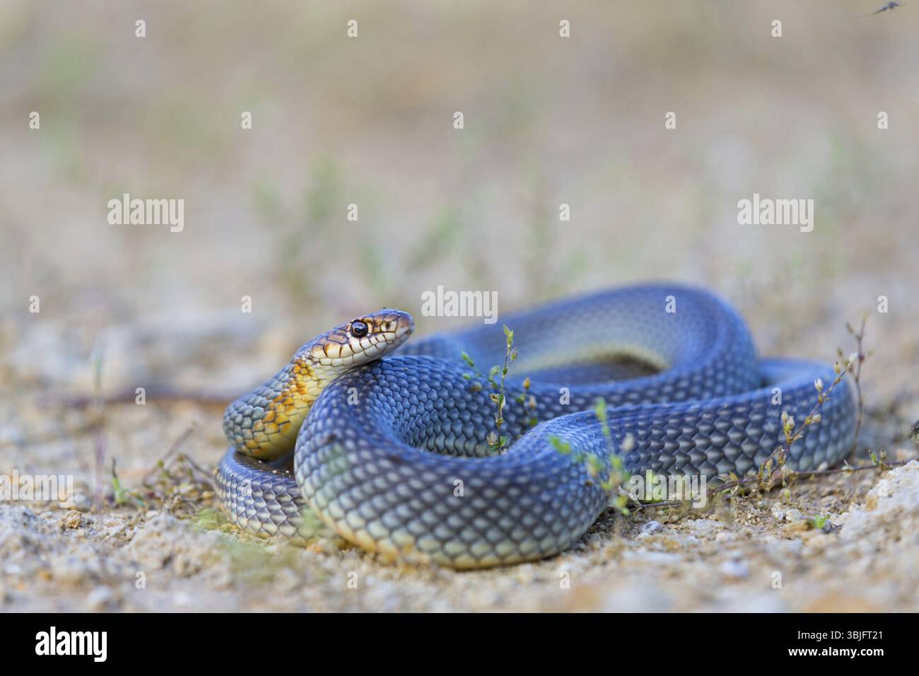 Balkan jumping snake, (Dolichophis caspius), Hierophis caspius, Caspian ...