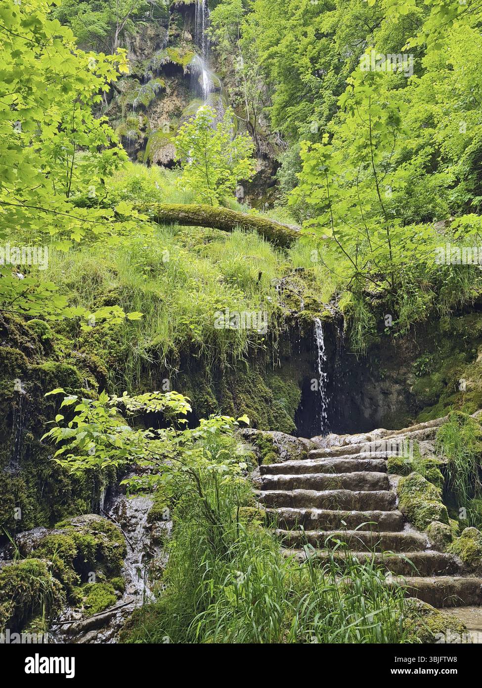 The Urach waterfall flows down moss-covered steps into a lush, green forest, Bad Urach Stock ...