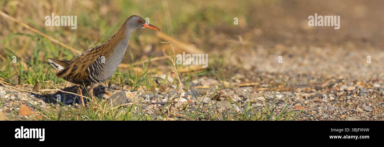 Water rail, (Rallus aquaticus), animals, birds, biotope, habitat ...