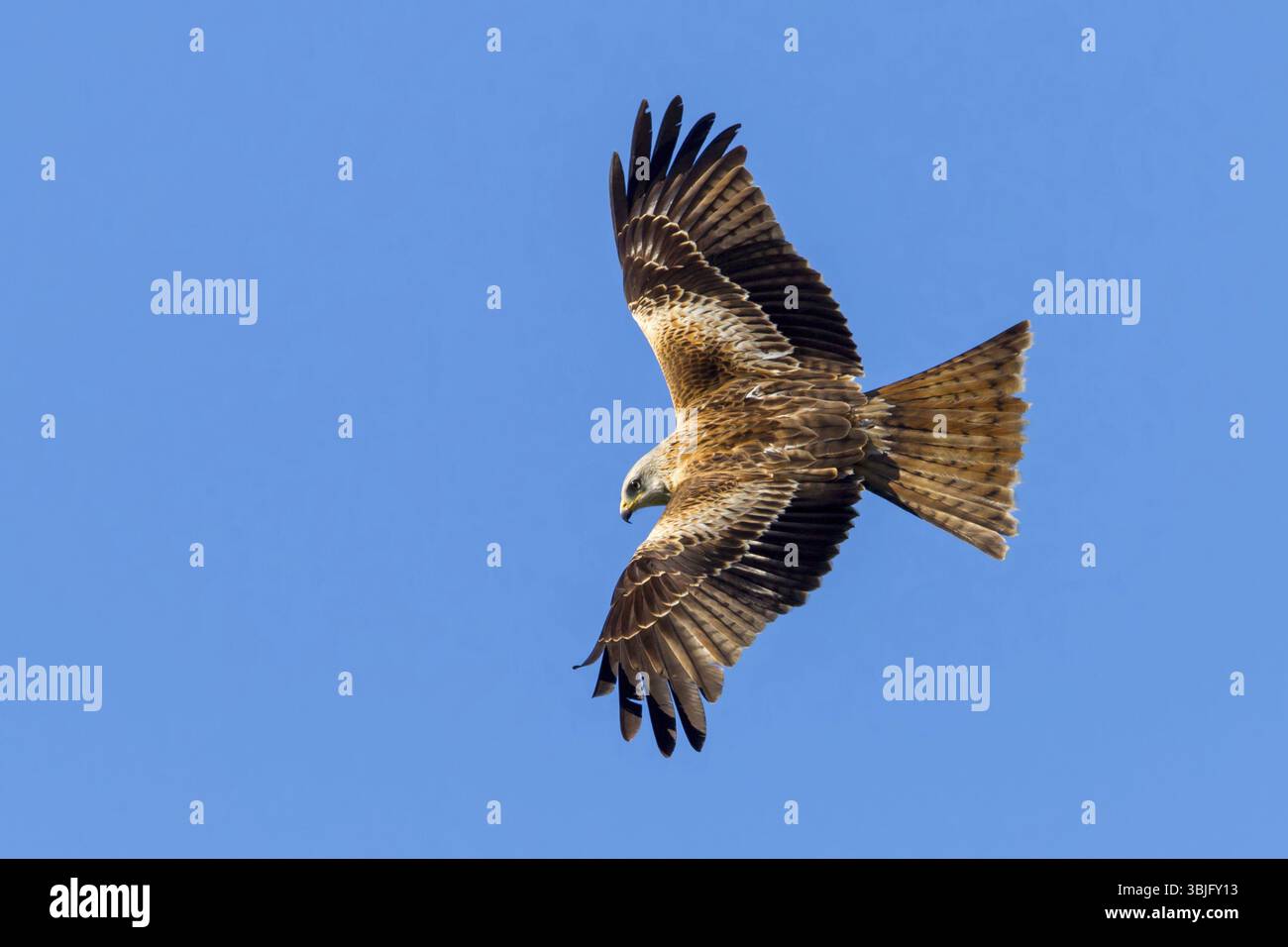 Red Kite, (Milvus milvus), Red Kite, Fork-tailed Kite, King Kite ...