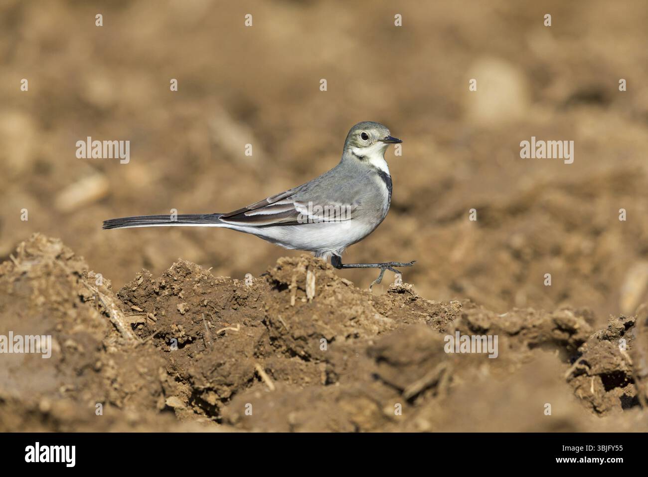 White wagtail, (Motacilla alba), BTiere, birds, family of wagtails and ...