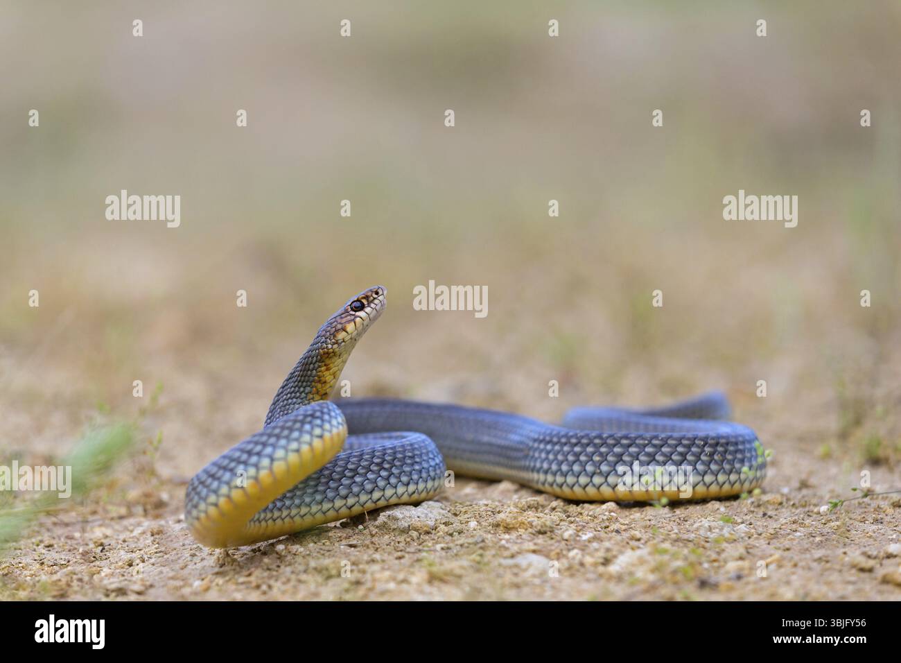 Balkan jumping snake, (Dolichophis caspius), Hierophis caspius, Caspian ...