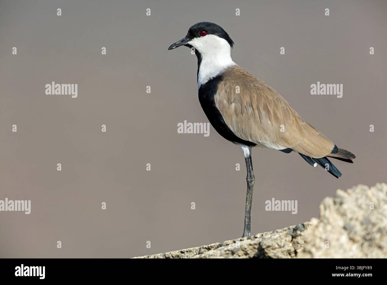 Spur-winged plover, lapwing, animals, birds, (Hoplopterus spinosus ...
