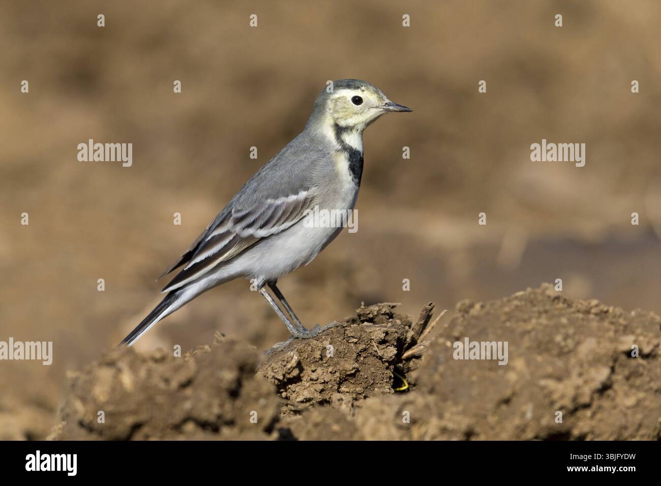 White wagtail, (Motacilla alba), BTiere, birds, family of wagtails and ...