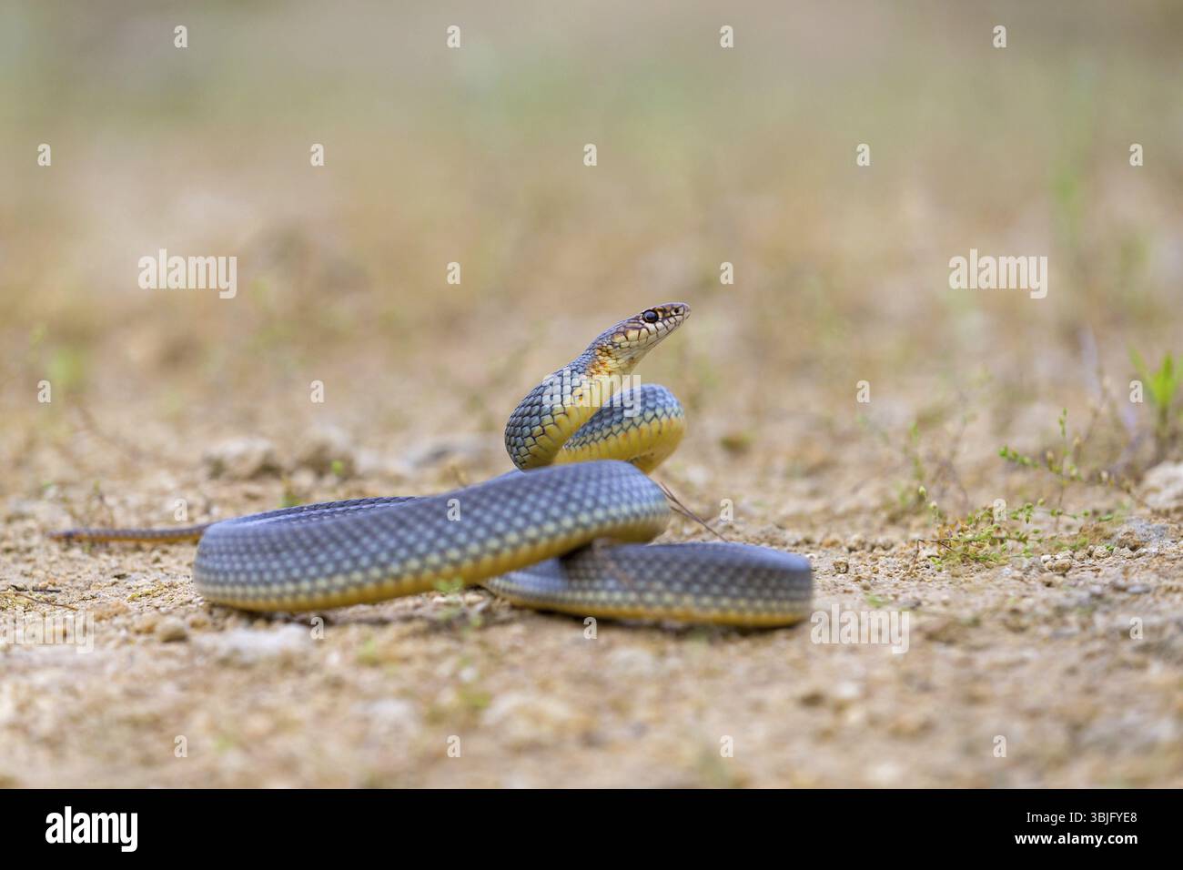Caspian arrow snake hi-res stock photography and images - Alamy
