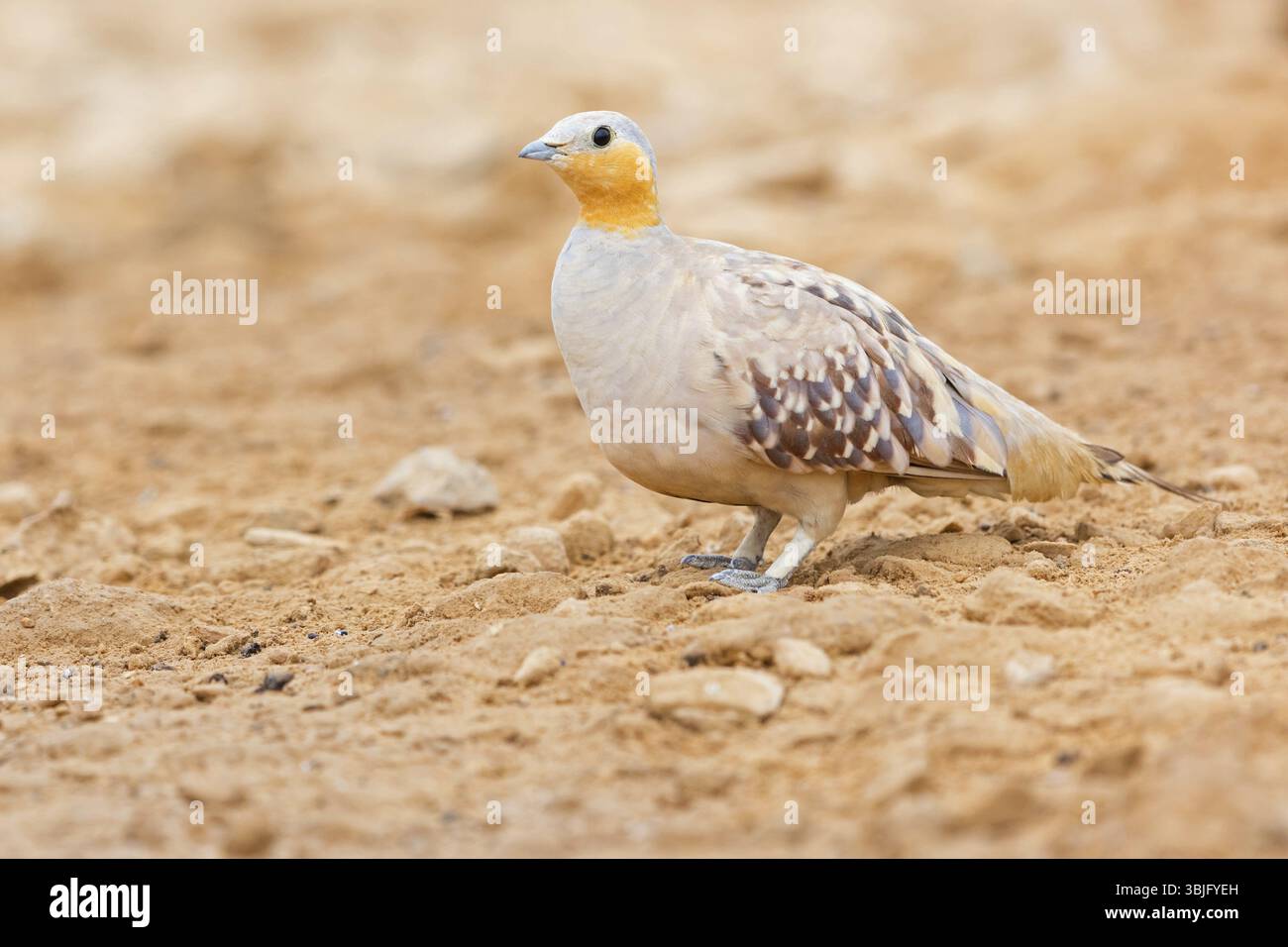 Tropical Sandgrouse, (Pterocles senegallus), animals, birds, flying ...