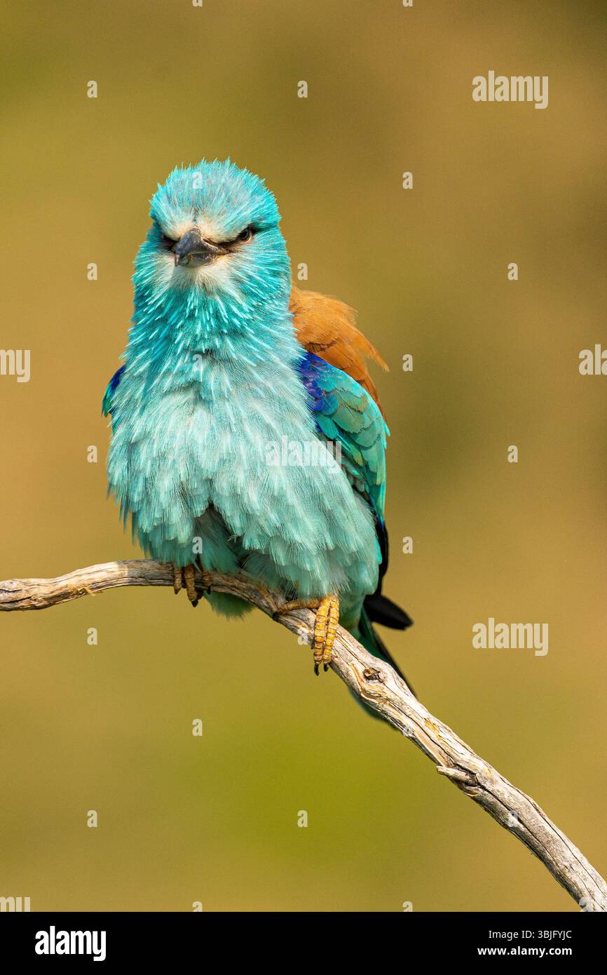 Ave relajada hi-res stock photography and images - Alamy