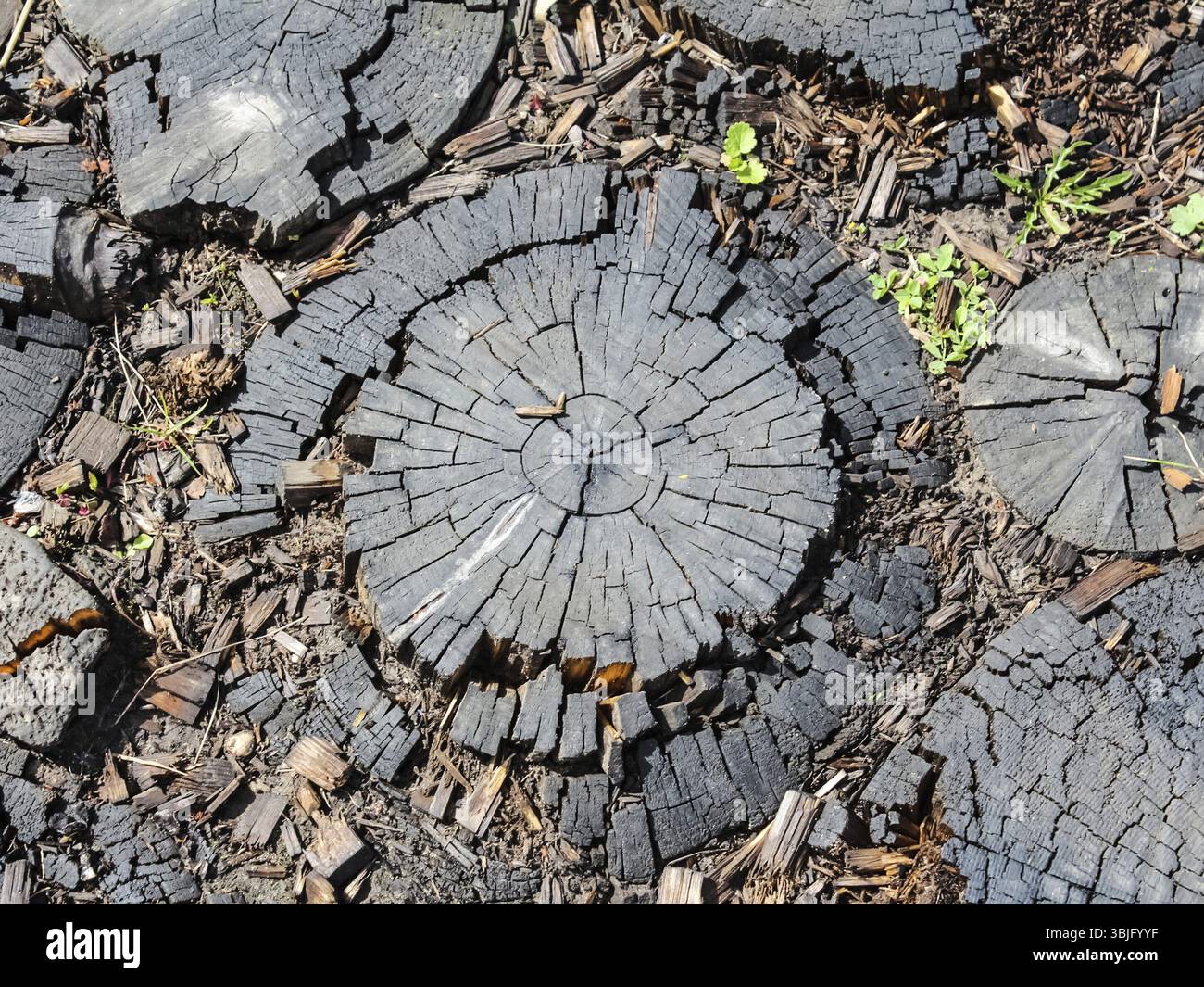 Burnt stump of an old tree. Black Embers of a Stump Stock Photo - Alamy