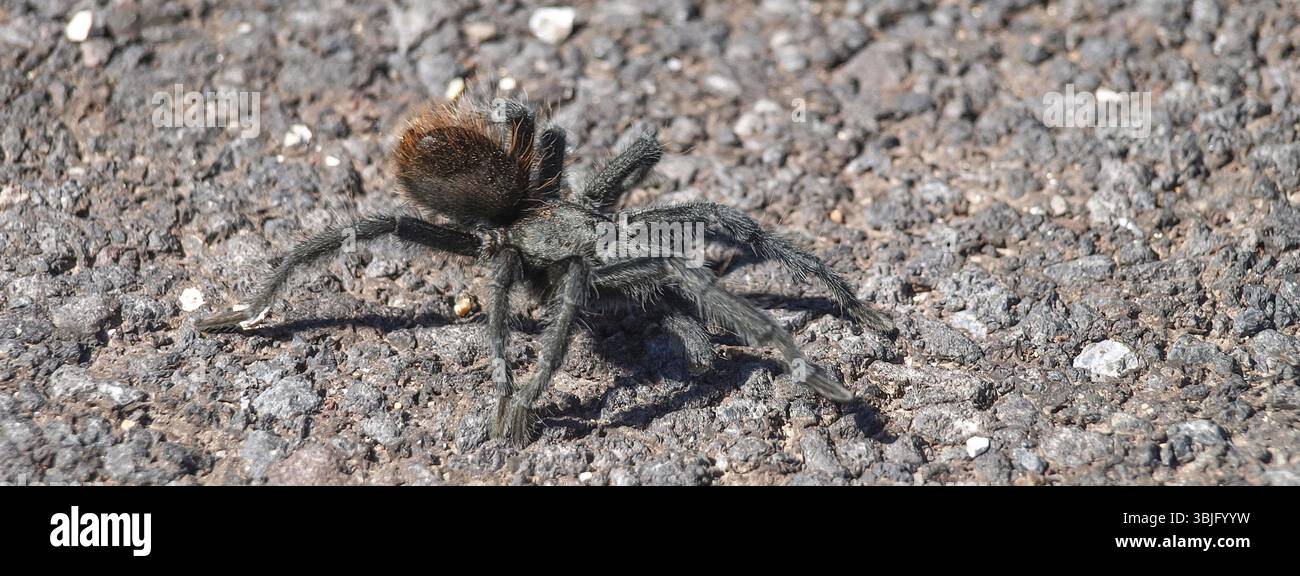 Black Tarantula. Spiders Utah, Grand Canyon Stock Photo - Alamy
