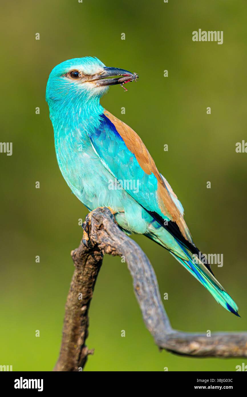 Insecto en entorno natural hi-res stock photography and images - Alamy