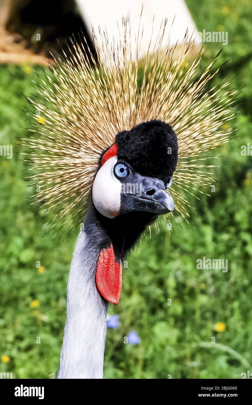 Crowned crane, birds head and neck. Rare species of crane Stock Photo ...