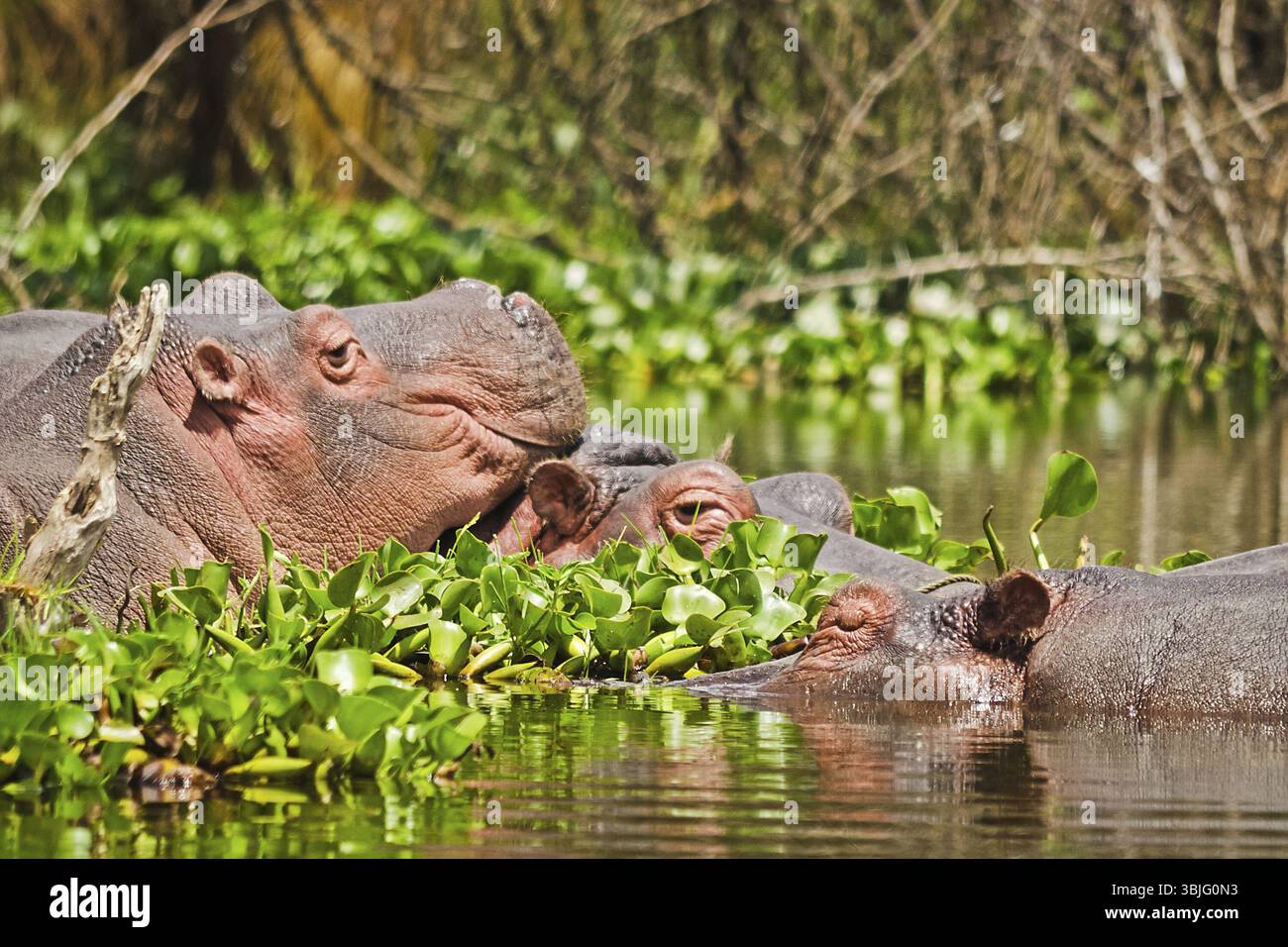 Hippo in a pond. Behemoth - a typical representative of the African ...