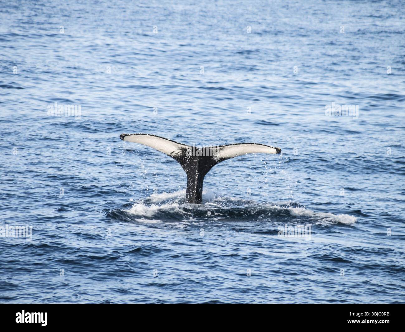 The tail of the whale sticks out of the water. Whale swims in the ocean ...