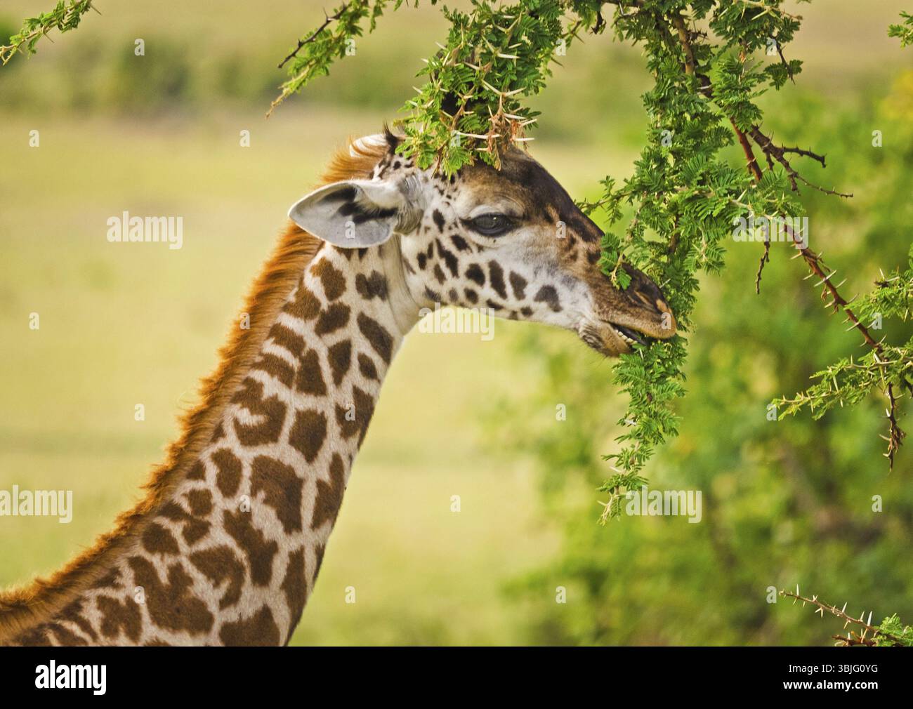 Giraffe in the wild. An animal with a long neck. Wild world of the ...