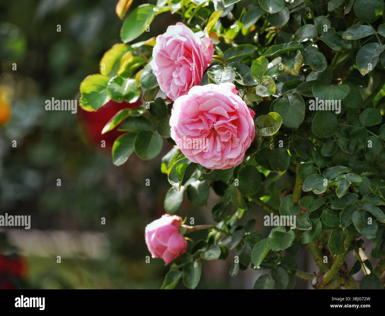 Westerland Polyantha rose flowers. Pink roses bloom close up Stock ...