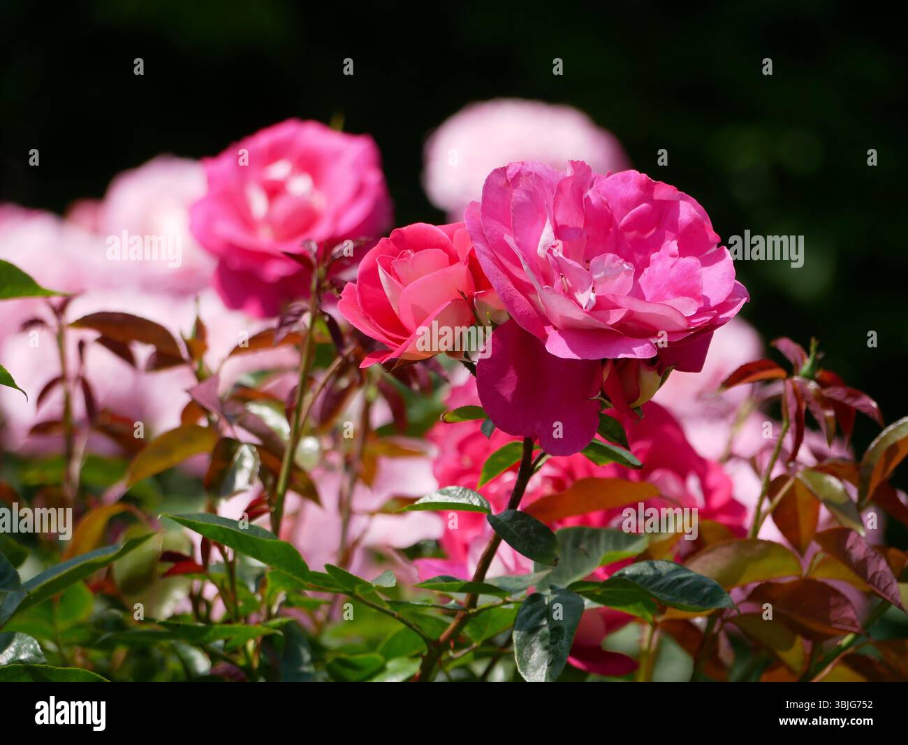 Westerland Polyantha rose flowers. Pink roses bloom close up Stock ...