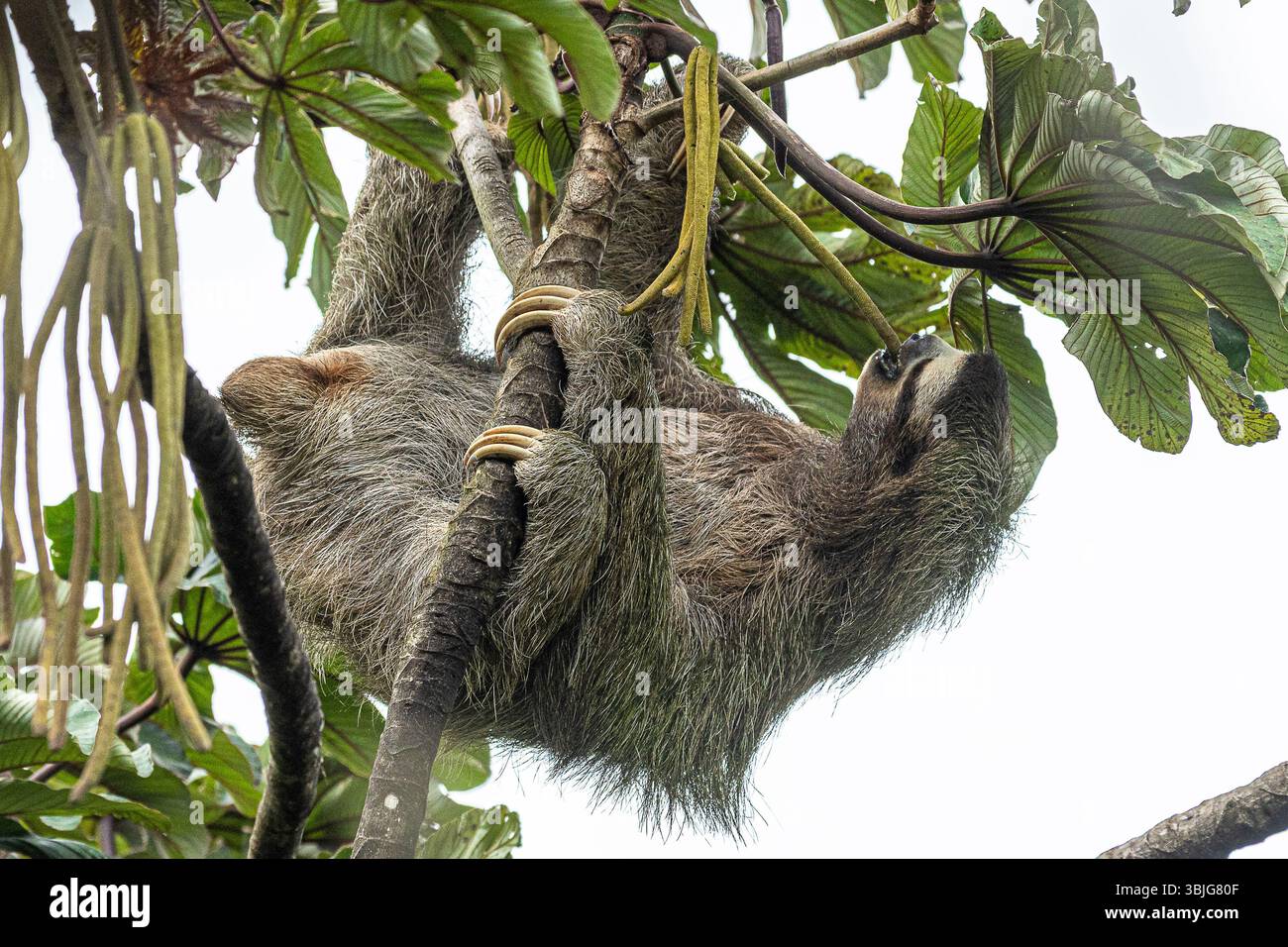 Sloth on a tree hi-res stock photography and images - Alamy