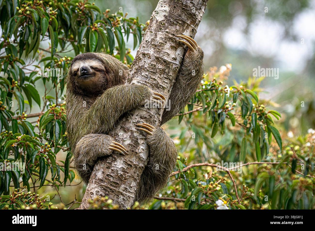 Sloth on a tree hi-res stock photography and images - Alamy