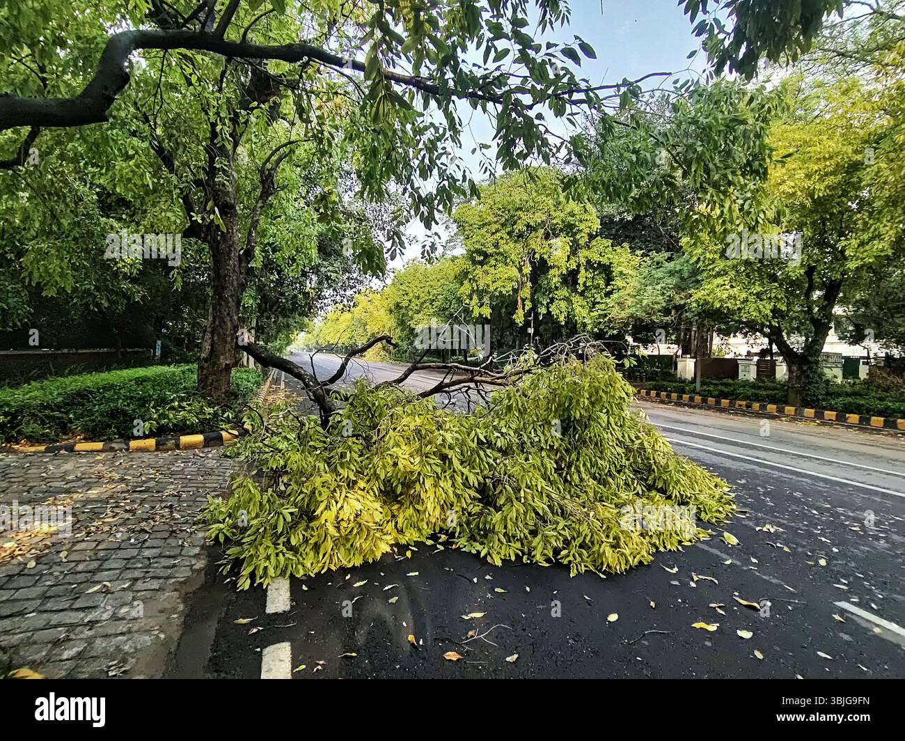 NEW DELHI, INDIA - JUNE 15: A large branch of a Jamun tree fell at ...