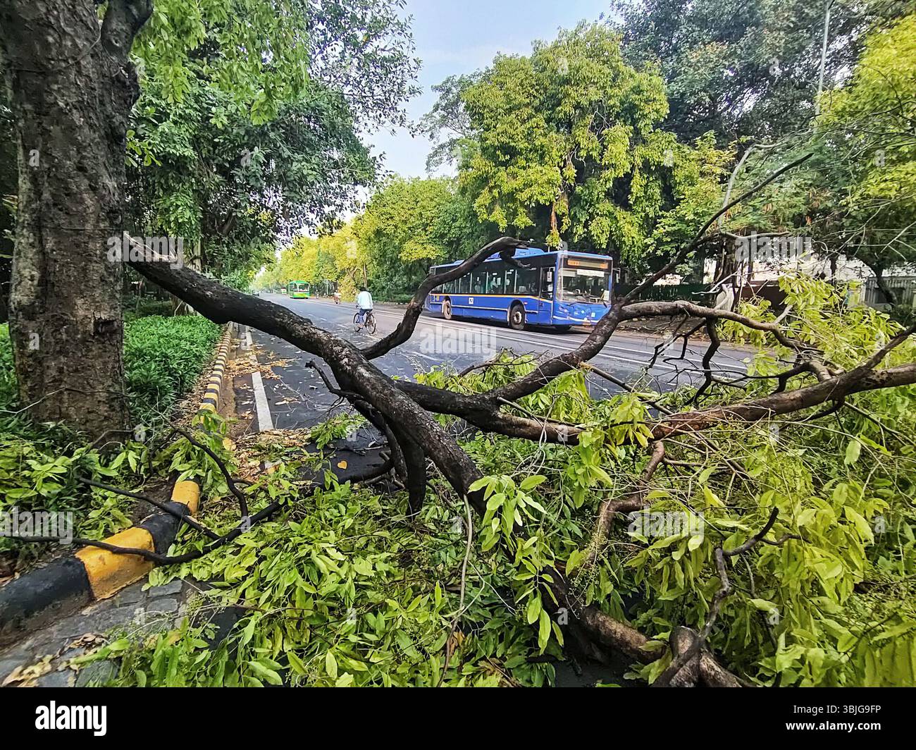 NEW DELHI, INDIA - JUNE 15: A large branch of a Jamun tree fell at ...