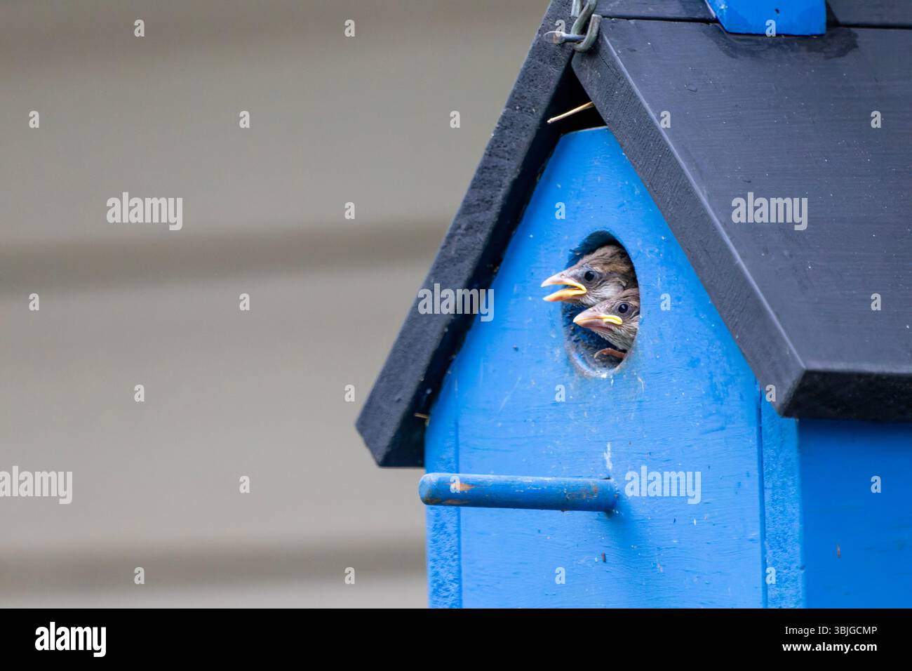 Two baby birds with open mouths call from a blue birdhouse as a sparrow ...