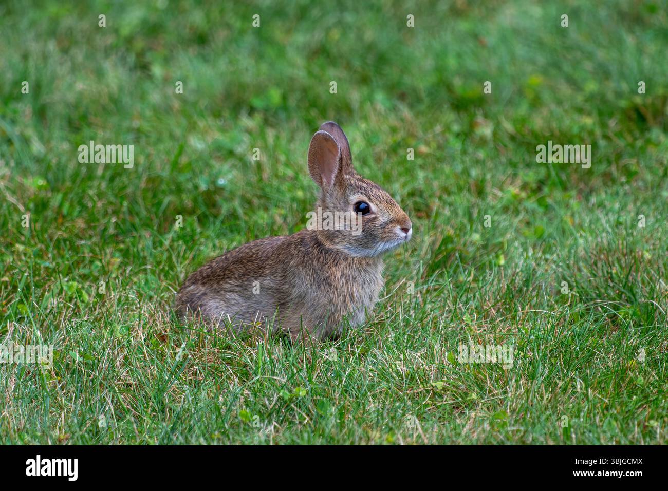 A wild rabbit sits calmly in a grassy area, looking alert. Photographed ...